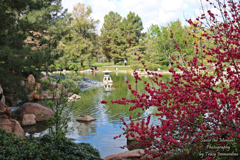Ro Ho En Japanese Friendship Garden - Savor the Moment Photography