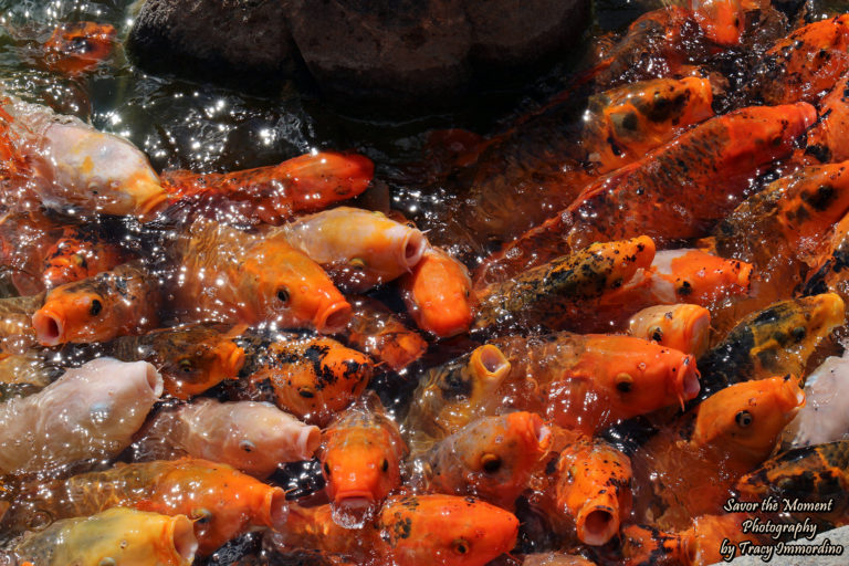 Ro Ho En Japanese Friendship Garden - Savor the Moment Photography