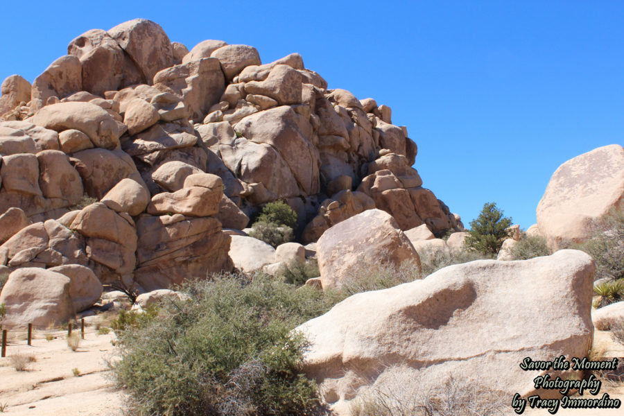 Hiking Cap Rock Trail in Joshua Tree National Park - Savor the Moment ...