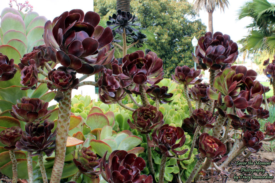 The Gardens of Balboa Park - Savor the Moment Photography