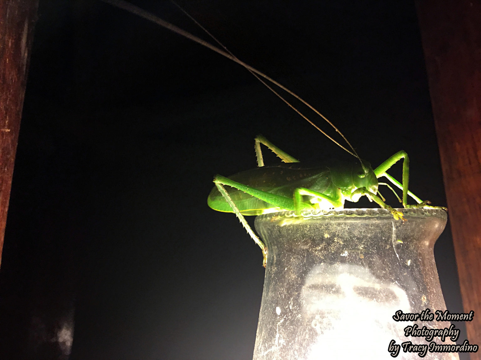 Night Hike in the Amazon Rainforest - Savor the Moment Photography