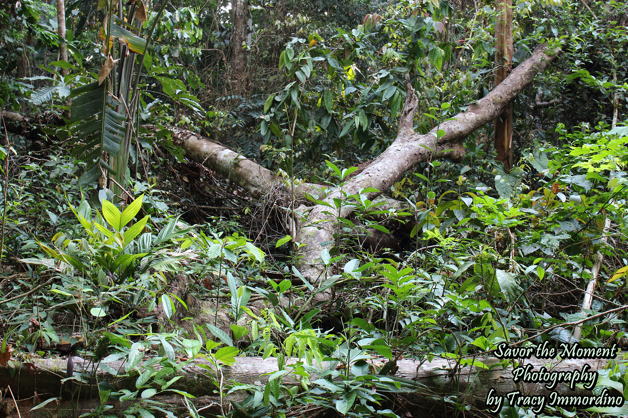 Top Three Causes of Death in the Amazon - Savor the Moment Photography