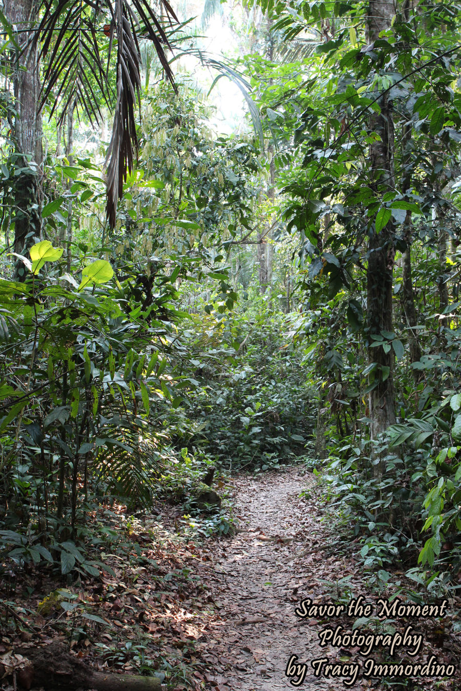 Hiking Through the Amazon Rainforest to Oxbow Lake - Savor the Moment ...