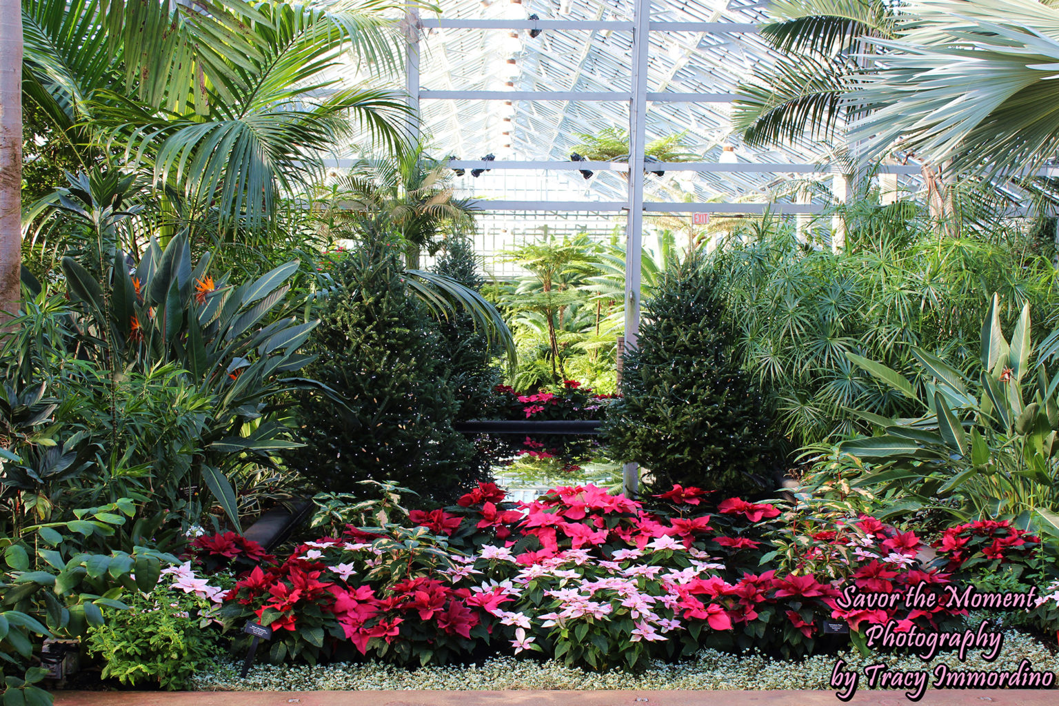 Visiting the Garfield Park Conservatory in Chicago - Savor the Moment ...