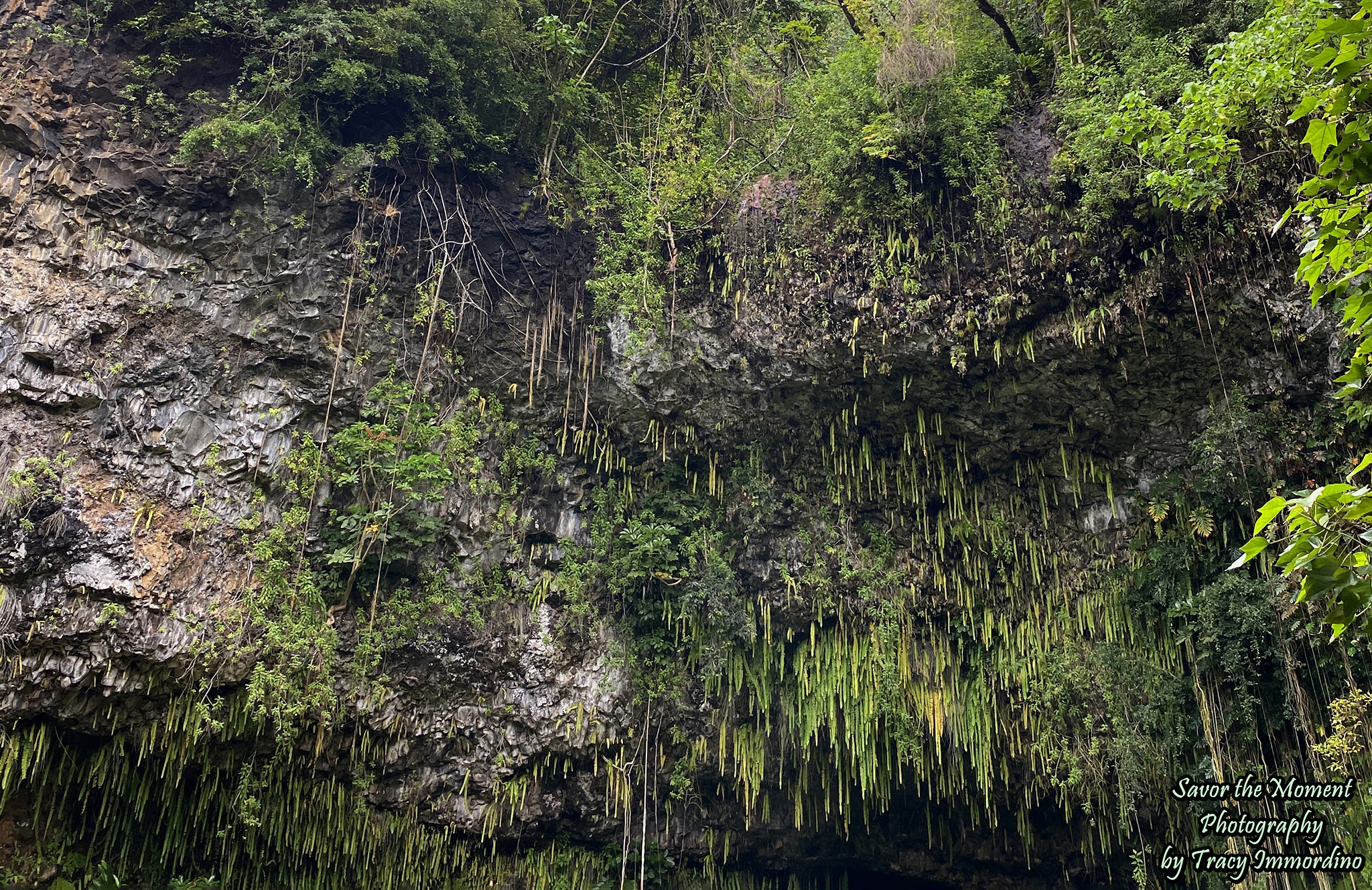 What to Expect on the Smith's Fern Grotto Tour - Savor the Moment ...