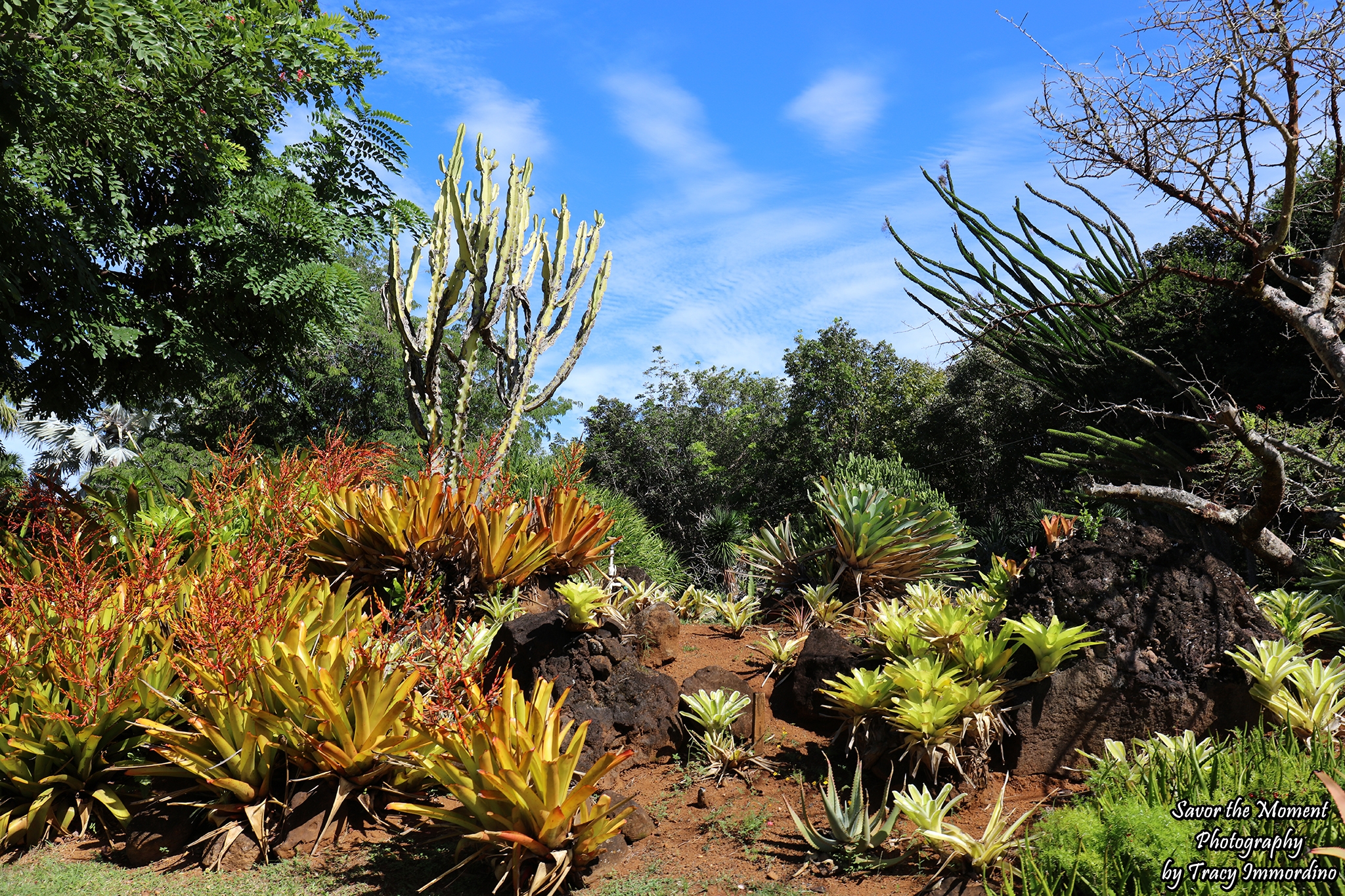 Visiting Na Aina Kai Botanical Gardens in Kauai - Savor the Moment ...